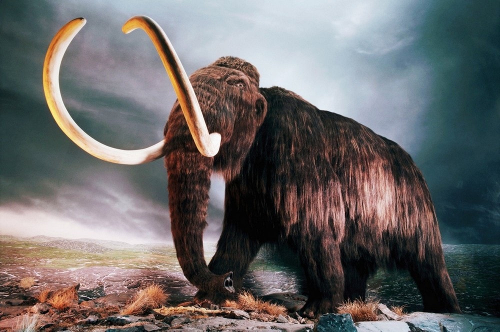 Le Mammouth laineux pourrait être au bord de la résurrection grâce aux ...