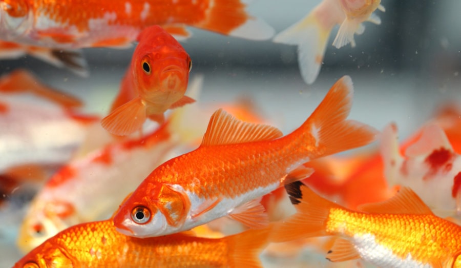 Les poissons rouges produisent leur propre alcool pour survire dans des ...