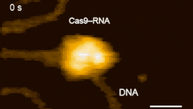 crispr-cas9-editing-gif - Trust My Science