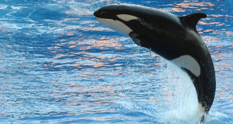 Une première : une orque apprend à prononcer des mots humains