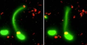 Première observation d'une bactérie « harponnant » l'ADN d'une bactérie ...