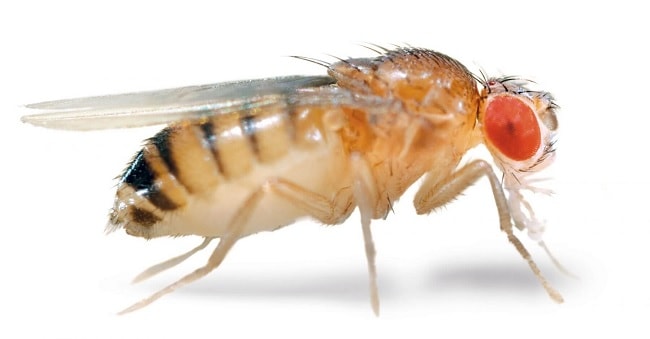 drosophile - Trust My Science