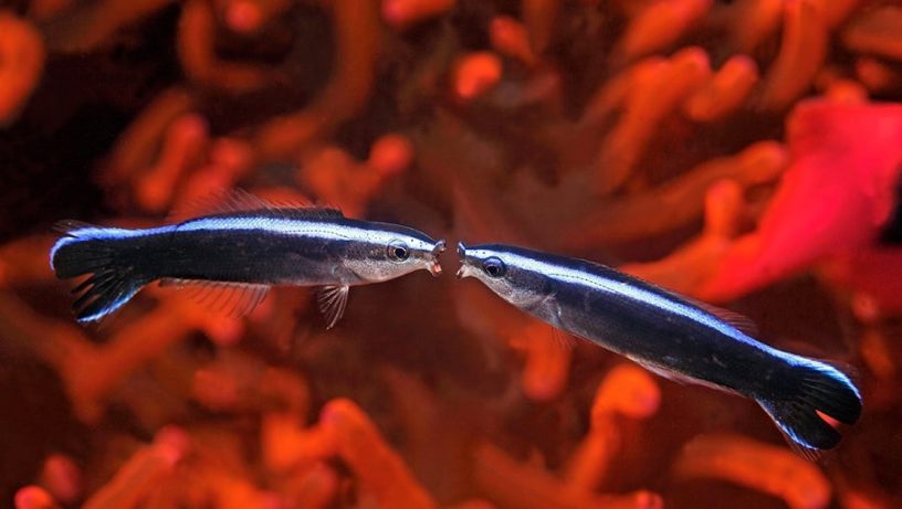 Un poisson passe pour la première fois avec succès le test du miroir