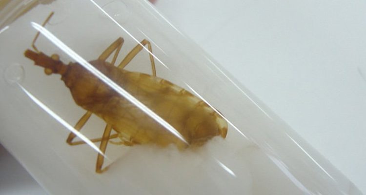 Une grave maladie infectieuse d’Amérique du Sud se répand dans le monde ...