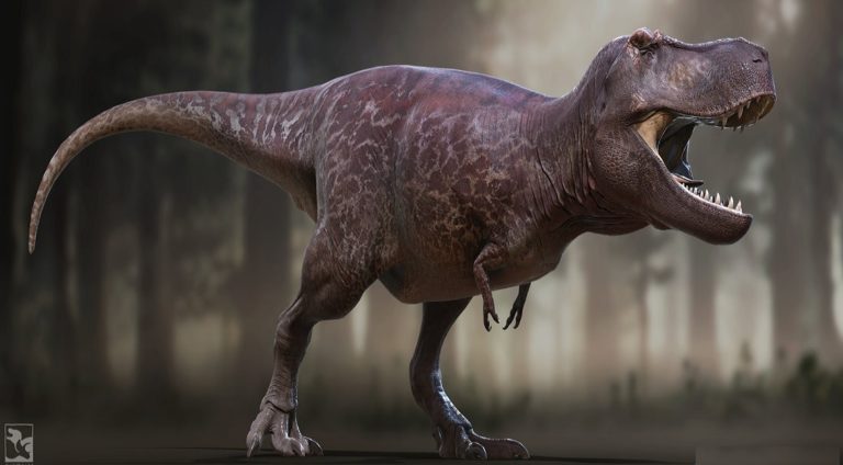 Des paléontologues et des artistes ont créé la représentation de T-Rex ...
