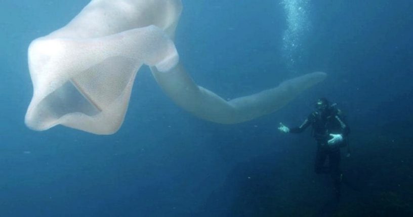 VIDÉO. Des plongeurs rencontrent une créature marine surprenante, qui ...