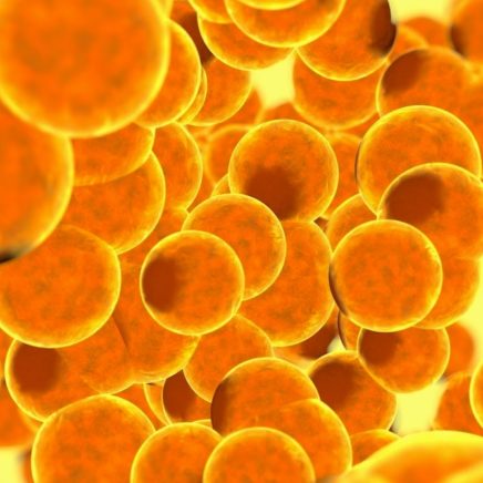 cellules adipeuses Archives - Trust My Science