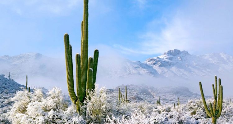 Rare : il a neigé dans le désert de l'Arizona ! Des magnifiques photos ...