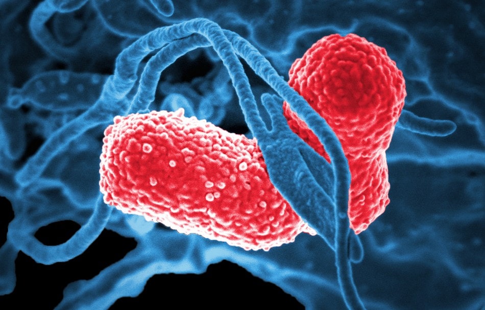 Des biologistes ont découvert une stratégie de survie des bactéries ...