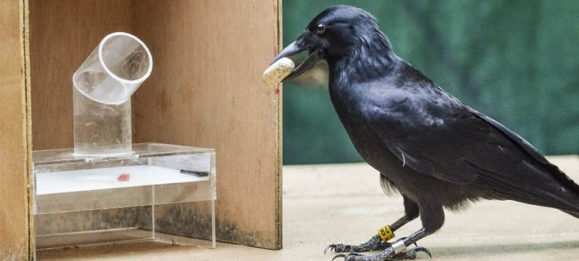 Les corbeaux sont si intelligents qu'ils peuvent planifier 3 étapes à l ...