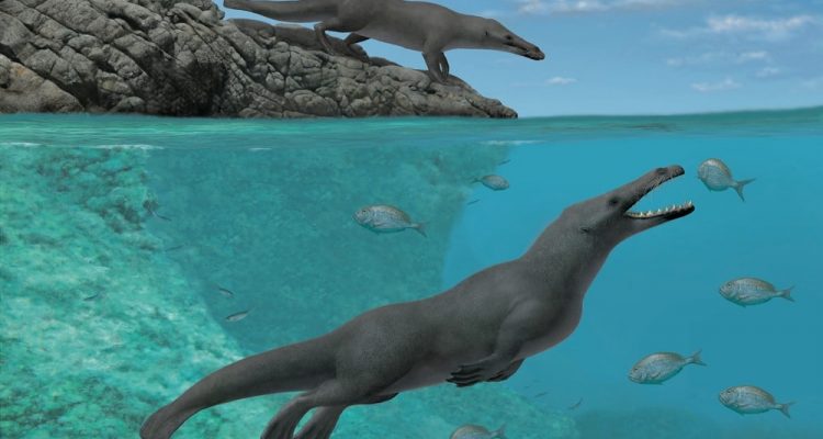 Découverte d'un mammifère quadrupède ancêtre des baleines modernes Découverte d'un mammifère quadrupède ancêtre des baleines modernes