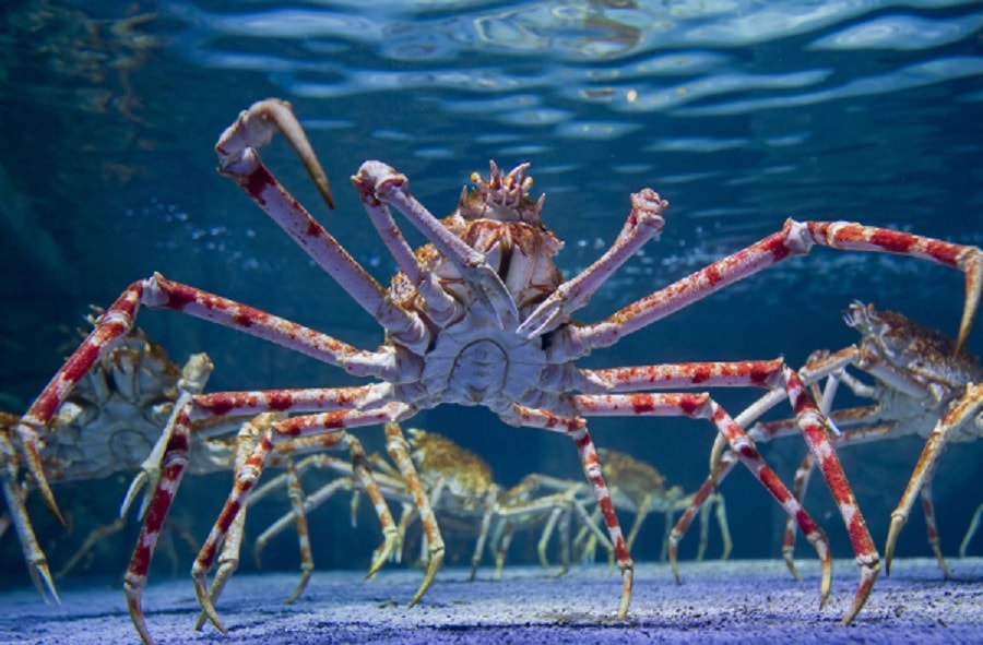 Animaux géants des profondeurs : qu'est-ce que le gigantisme abyssal
