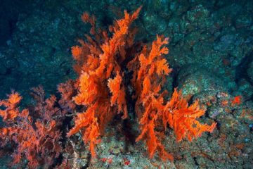 Le meilleur de l'actualité scientifique | Trust My Science