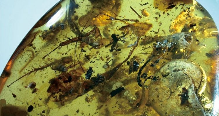 Une ammonite vieille de 99 millions d'années retrouvée piégée dans de l ...