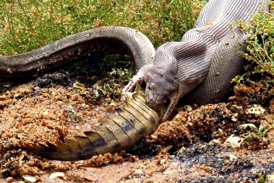 Un python avale un crocodile entier. Un heureux photographe a ...
