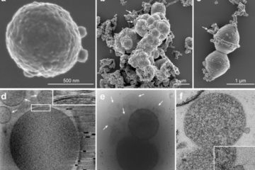 Des biologistes ont découvert une stratégie de survie des bactéries ...