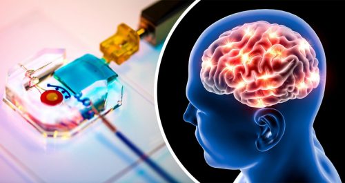 Des scientifiques parviennent à manipuler des cellules cérébrales à l ...