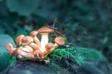 Première observation d'une bactérie « harponnant » l'ADN d'une bactérie ...