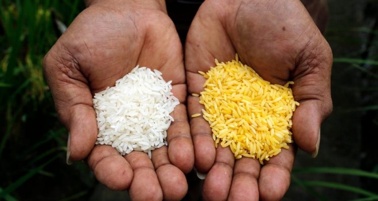 La réglementation "excessive" des cultures de riz génétiquement modifié ...