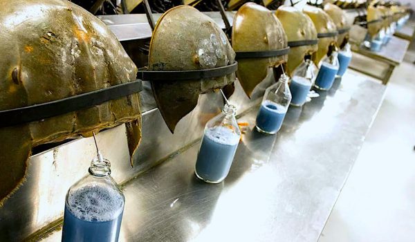 Voici comment le sang de limule sauve des millions de vies