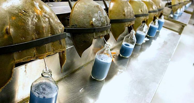 Voici comment le sang de limule sauve des millions de vies