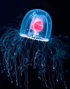 Turritopsis dohrnii, l'incroyable "Méduse immortelle"