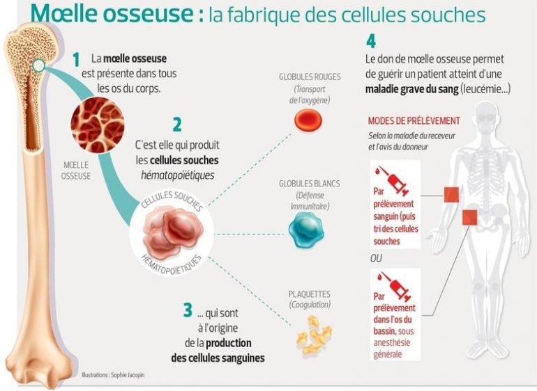 Des chercheurs identifient la protéine contrôlant l'auto-renouvellement ...