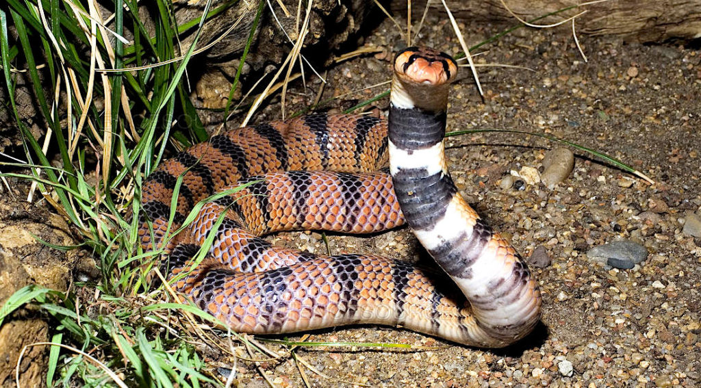 Des organoïdes développés en laboratoire produisent du vrai venin de ...