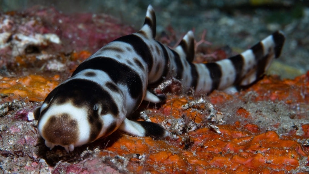 Quatre nouvelles espèces de requins-marcheurs découvertes en Australie