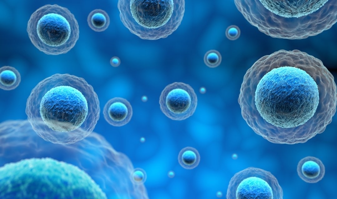 Découverte de nouvelles cellules souches capables de régénérer la ...