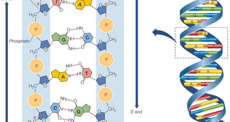 structure-adn - Trust My Science