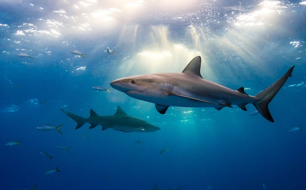 Quelles seraient les conséquences si les requins disparaissaient