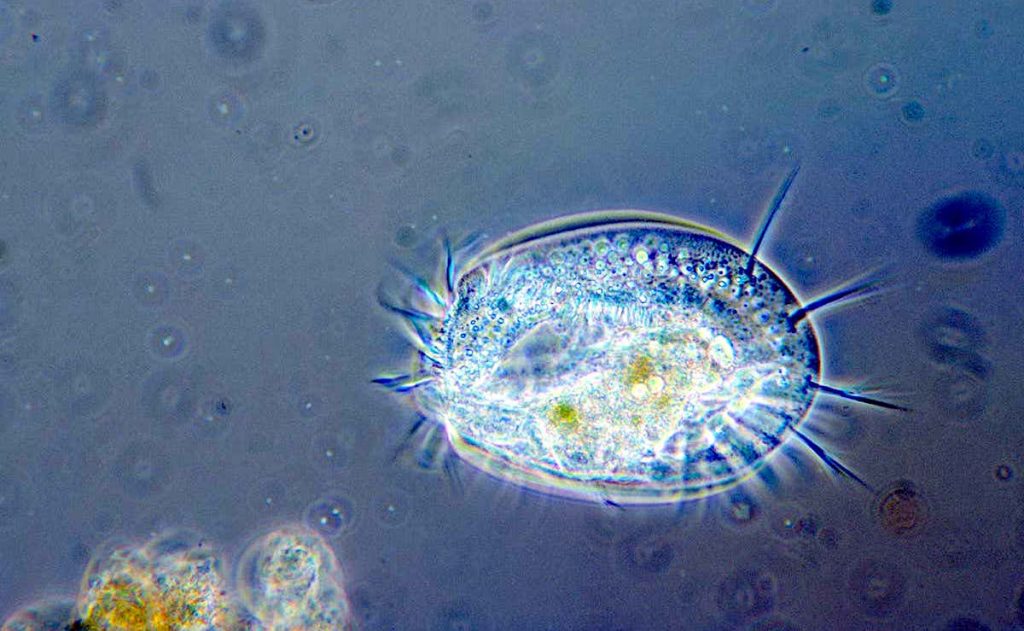 Cet organisme unicellulaire a développé un "ordinateur mécanique naturel"