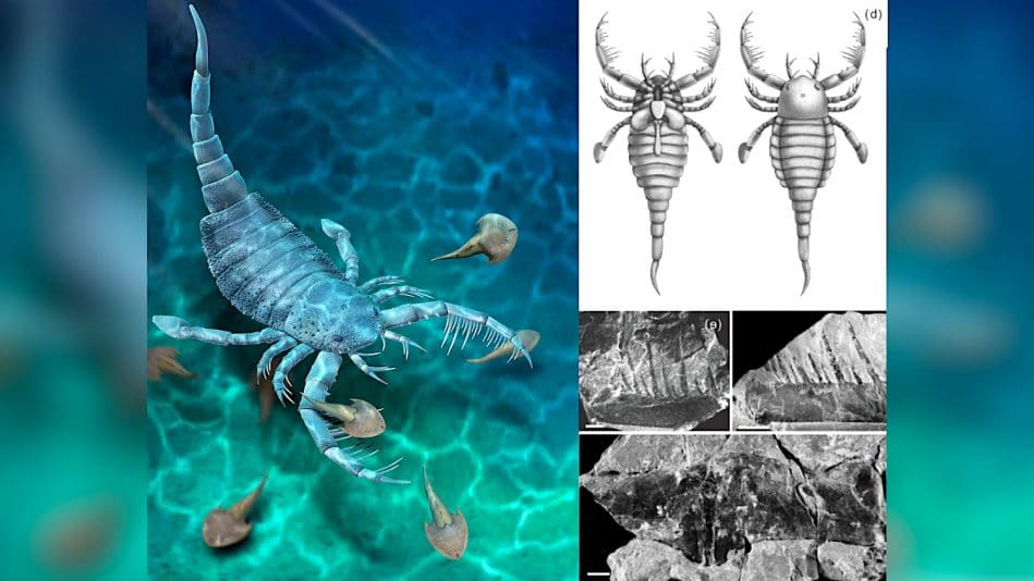 Un ancien scorpion de mer de la taille d'un chien découvert en Chine