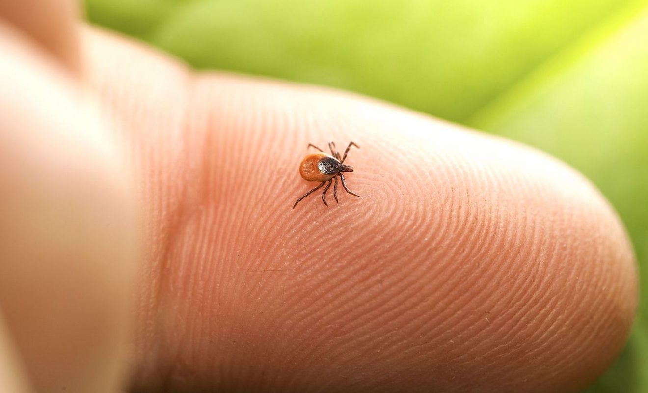 Un nouveau vaccin à ARNm pourrait prévenir la plupart des maladies dues ...