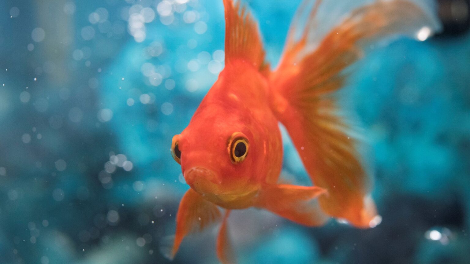 Contrairement aux idées reçues, la mémoire des poissons rouges présente ...