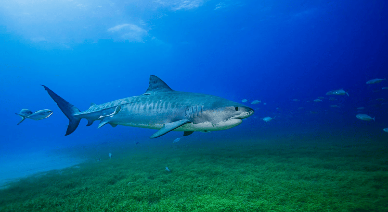 Christina Corigliano Requins Des Sables