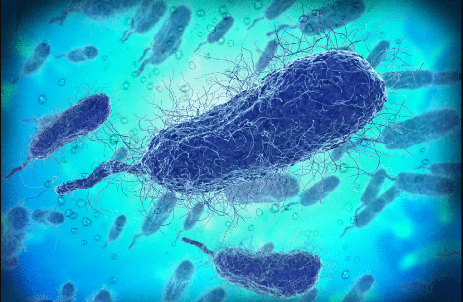 Les infections bactériennes potentiellement mortelles pourraient ...