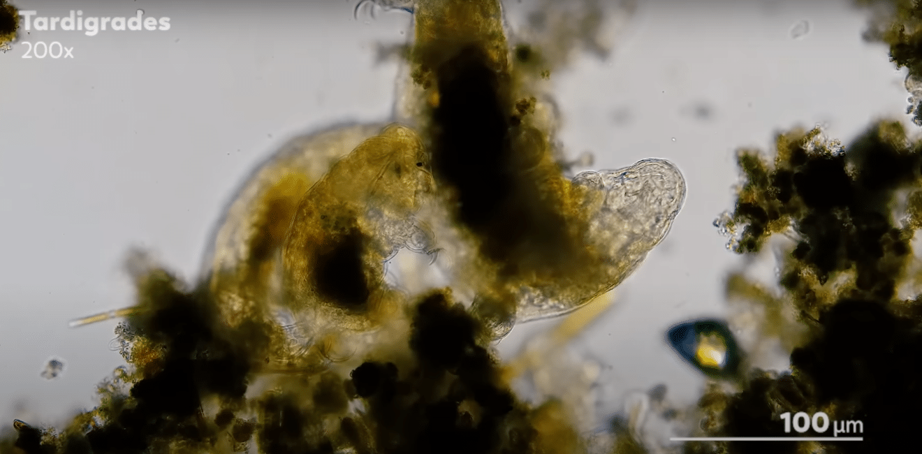 De (très) rares images de tardigrades en train de s’accoupler en trio