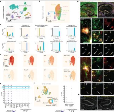 La découverte d’un nouveau type de cellule bouleverse les neurosciences
