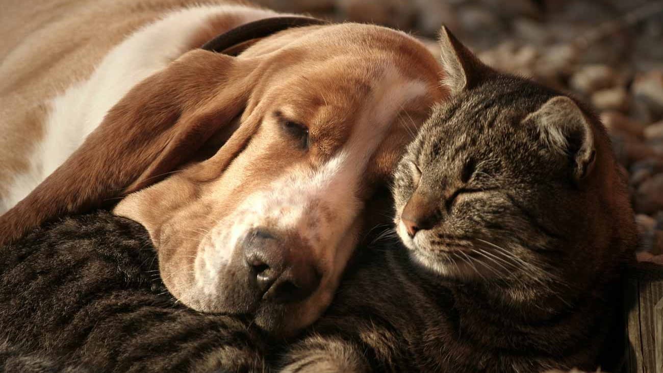 Les gens s'attachent davantage aux chiens qu'aux chats, selon une étude