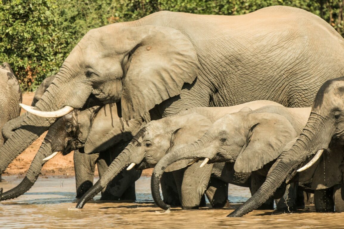 Découvrez les plus belles photos de la faune de 2018 ! (part. 2)