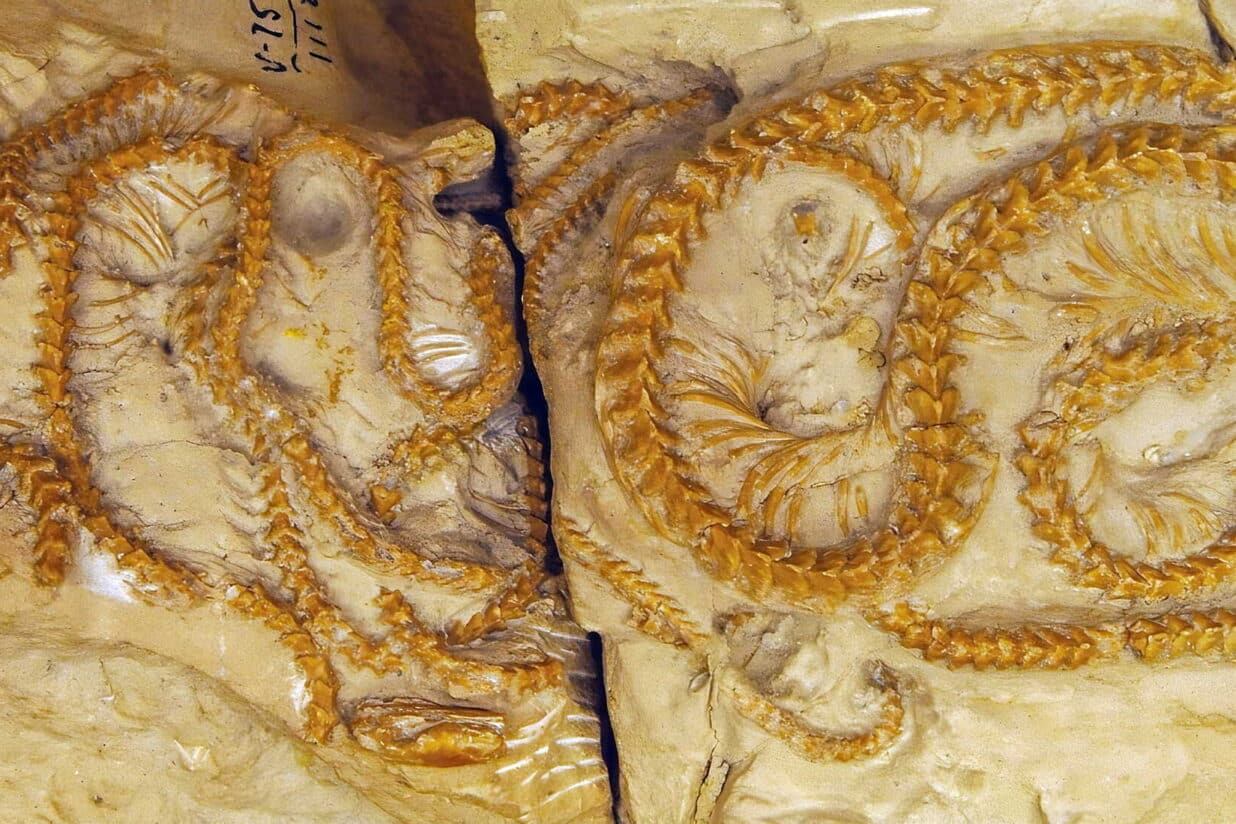 Le plus grand et le plus ancien monument maya jamais découvert a été ...