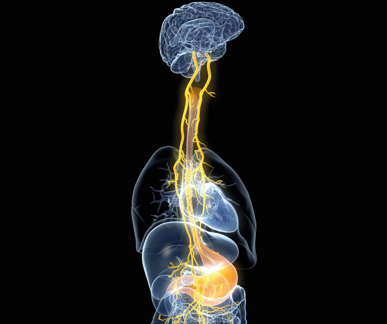 Comment le nerf vague orchestre-t-il la connexion corps-cerveau