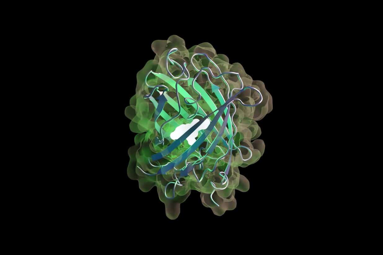 Une nouvelle protéine fluorescente, créée par une IA, aurait mis 500 millions d'années à émerger ...